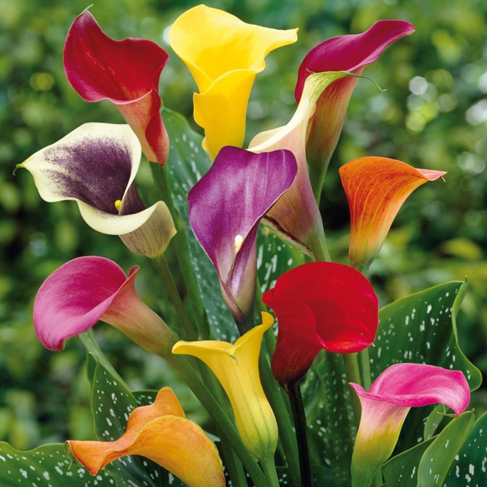 3 X Mixed Calla Lily Zantedeschia Tubers Ready To Plant At Home Buy 