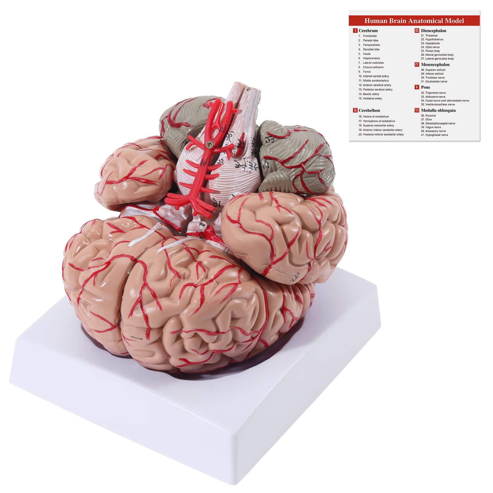 Mua SKUMOD Anatomical Model of Human Brain Arteries, Life-Sized Medical ...