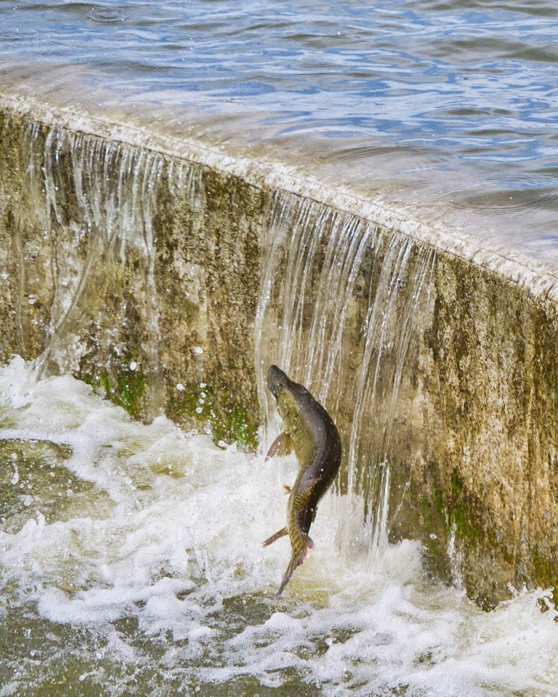 Amazon.com: Muskie Jumping, Madison, Wisconsin 16x20 matted Photograph ...