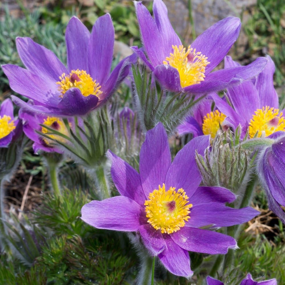 Pasque Flower Seeds - Anemone Pulsatilla -: Amazon.co.uk: Garden & Outdoors