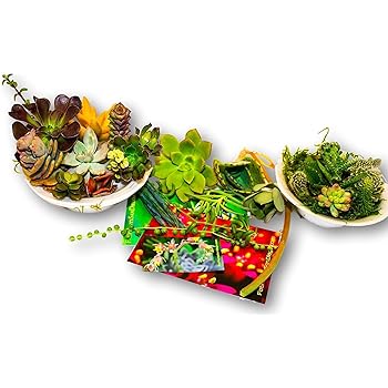 Amazon.com : Fat Plants San Diego Succulent Cuttings, 25 Count : Garden ...