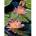 Amazon.com: Springbok's Water Lilies 500 Piece Jigsaw Puzzle for Adults ...