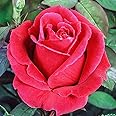 Amazon.com : BRECK'S - Oklahoma Dormant Bare Root Hybrid Tea Rose ...