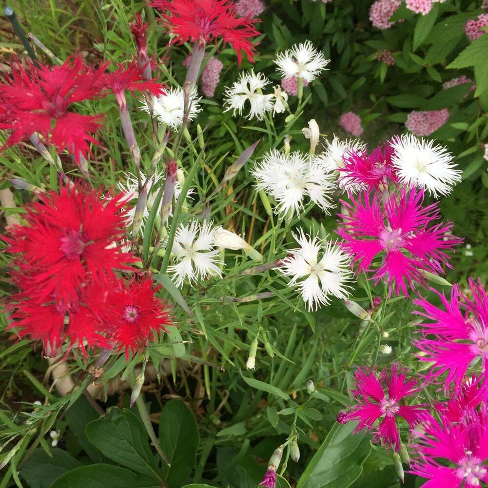 Dianthus Chinensis Flower Seeds Mix 30pcs Organic Wildflower Flower ...