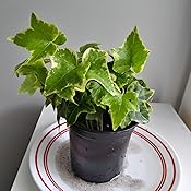 Amazon.com : Gold Child English Ivy - Hardy Groundcover/House Plant ...