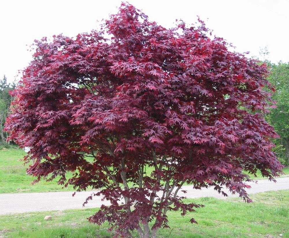 Acer palmatum Bloodgood - Red Leaf Maple, Grafted Plant in 9 cm Pot ...