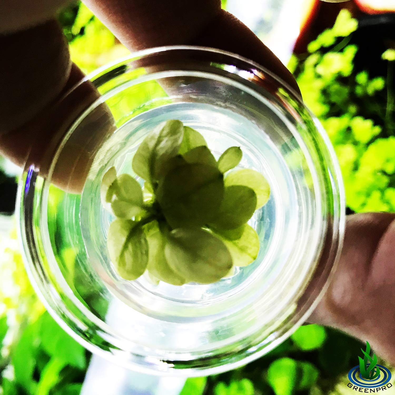 Mua Greenpro Anubias Nana Marble White Pinto Nano Mini Tissue Culture ...