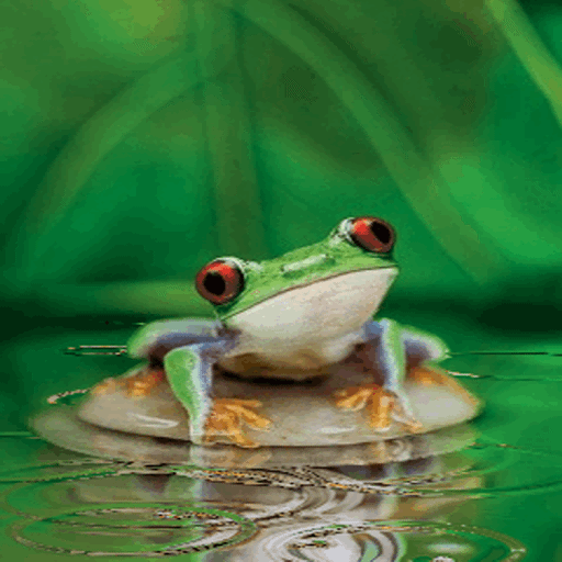 Floating Frog Live Wallpaper:Amazon.ca:Appstore for Android