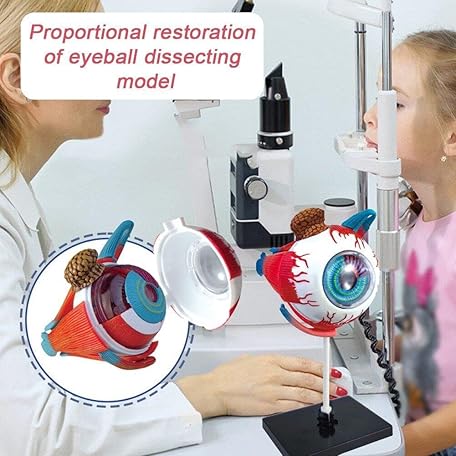 Mua HiyyFloy Eyeball Anatomy Model 4d Human Eye Anatomical Model ...