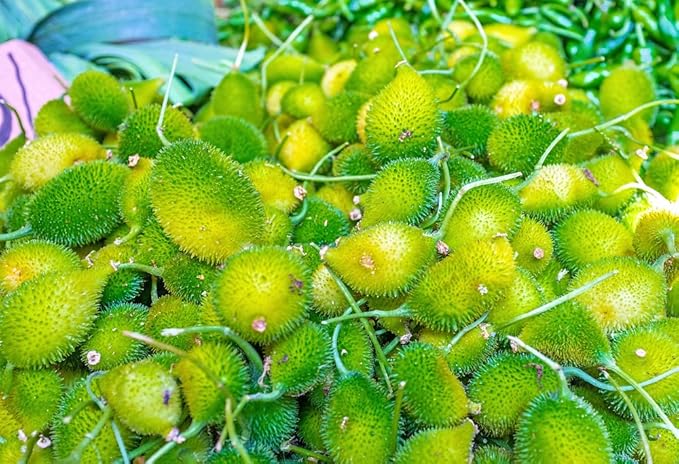 Cucumis anguria 10 Seeds- cackrey, maroon cucumber, West Indian gherkin ...
