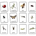 Amazon.com: Generic Insects Bugs Flash Cards | 28 Laminated Flash Cards ...