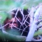 Amazon.com: Discovering Bigfoot: Todd Standing, Warren Croyle, John ...