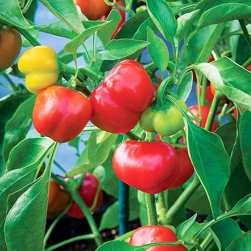 25 Seeds Red Manzano Chili Pepper Seeds, Capsicum pubescens Chile ...