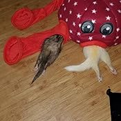 Amazon.com : Marshall Ferret Octo-Play : Rat Toys And Supplies : Pet ...