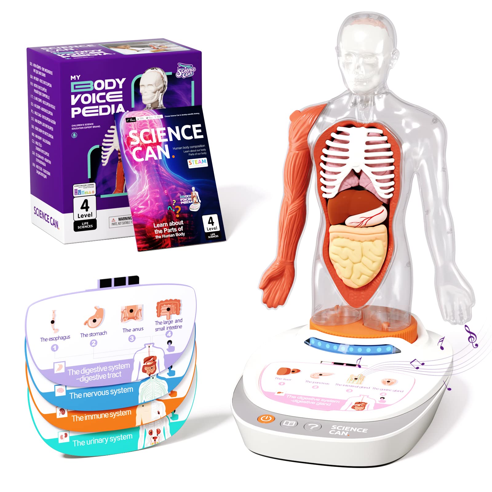 Mua Human Body Model for Kids, Interactive Human Anatomy Talking Model - 11 Inch Realistic ...