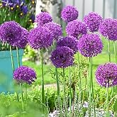 Amazon.com : Giant Purple Allium Bulbs for Spring Planting Outdoors ...