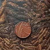 Mixed Critters: Amazon.co.uk: Grocery