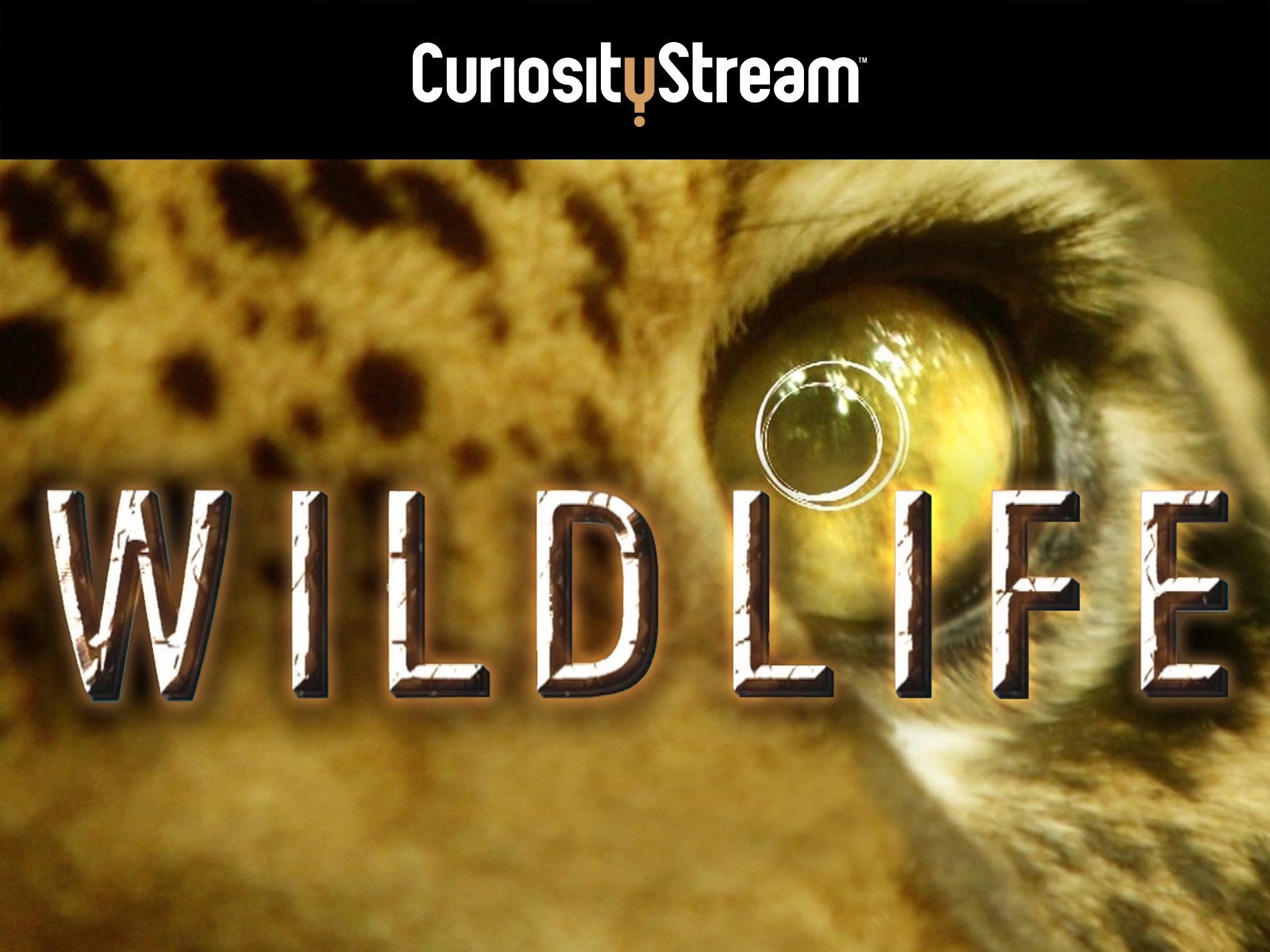 Watch Wildlife Season 1 | Prime Video