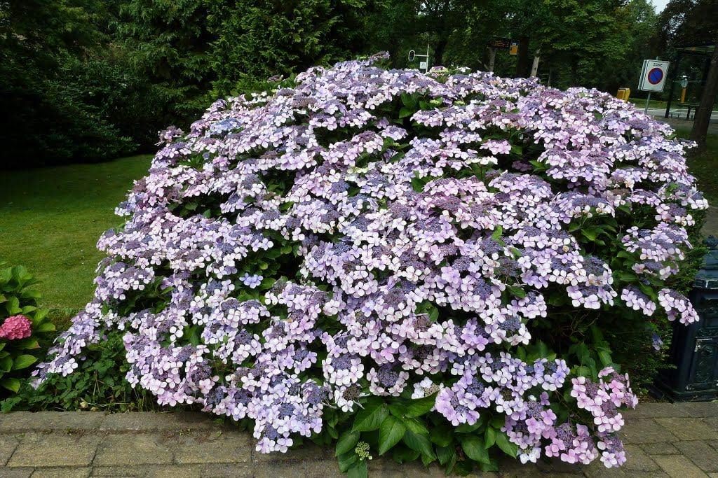 Hydrangea serrata Blue Bird, Plant in 9 cm Pot: Amazon.co.uk: Garden ...