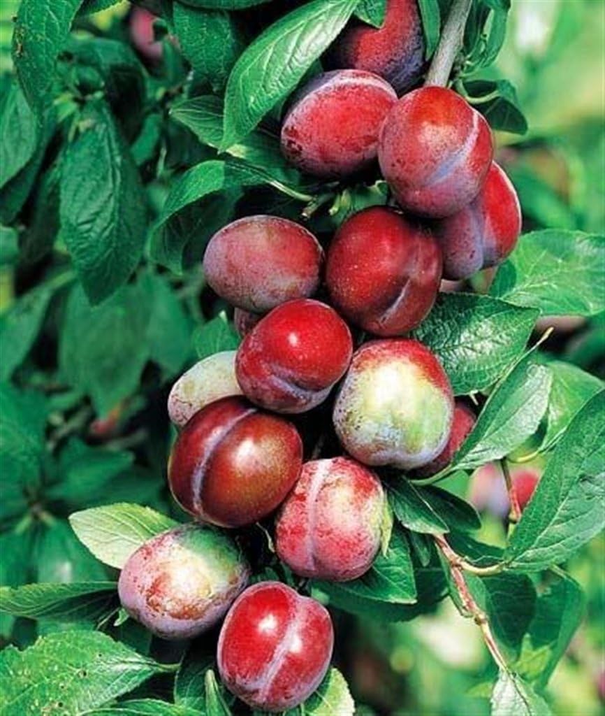 Pianta da frutto ALBERO DI SUSINO SIMILE ORIENTALE 'OBLINAYA' A RADICE ...