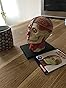 Amazon.com: 4D Vision Human Head Anatomy Model : Toys & Games