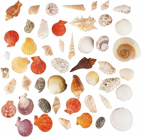 Coquillage » Vacances - Guide Voyage