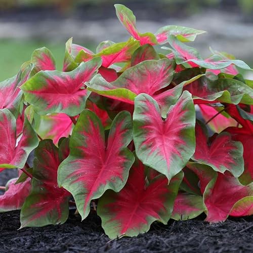 Florida Cardinal Caladium Bulb - Fancy Leaf Caladium - 1 Caladium Root ...
