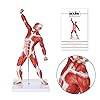 Axis Scientific 20” Mini Muscular System Model, Human Muscular Anatomy ...
