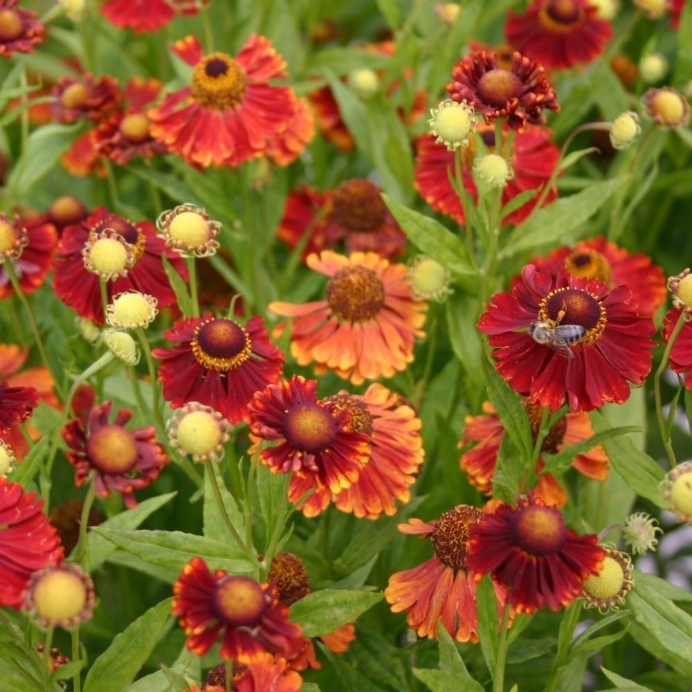 Helenium autumnale Indian Summer - Sneezeweed, Plant in 9 cm Pots ...