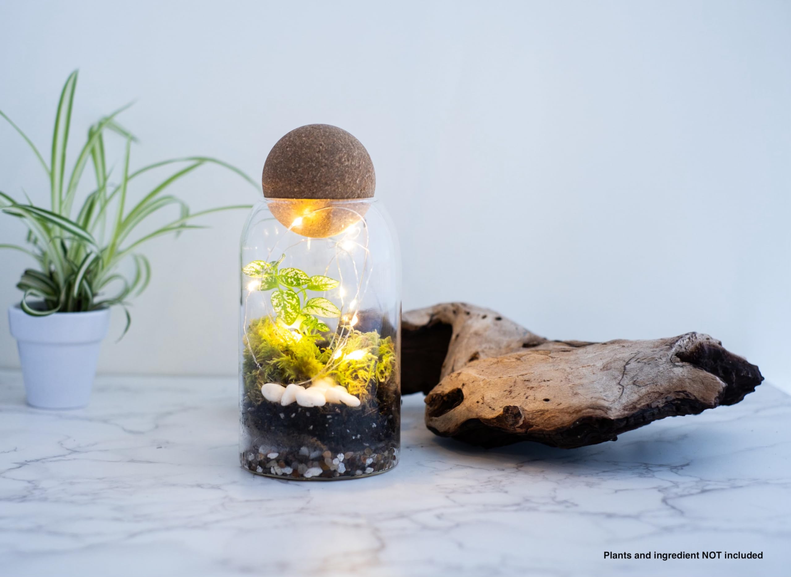 Mua Glass Terrarium with Airtight Wood Lid (Ball Cork) | Closed ...