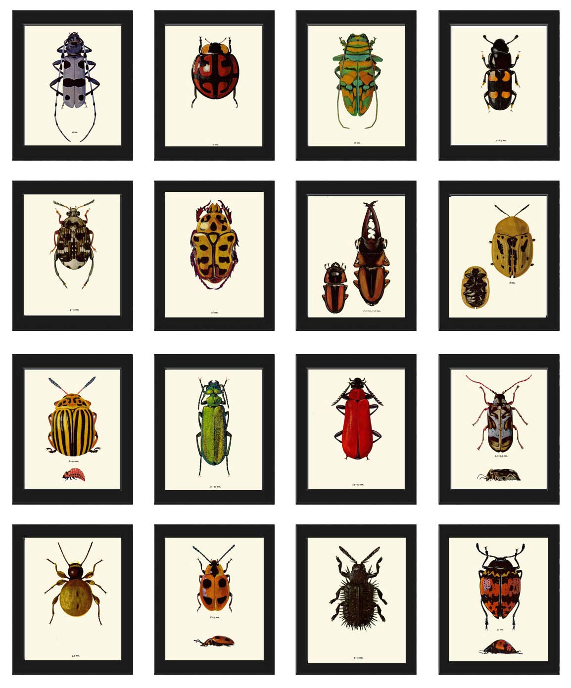 Amazon.com: Beetle Print SET of 16 Art Print Antique Beetles Ladybug ...