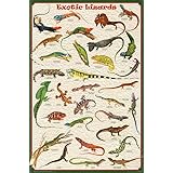 Amazon.com: (24x36) Exotic Lizards Reptiles Educational Science Chart ...