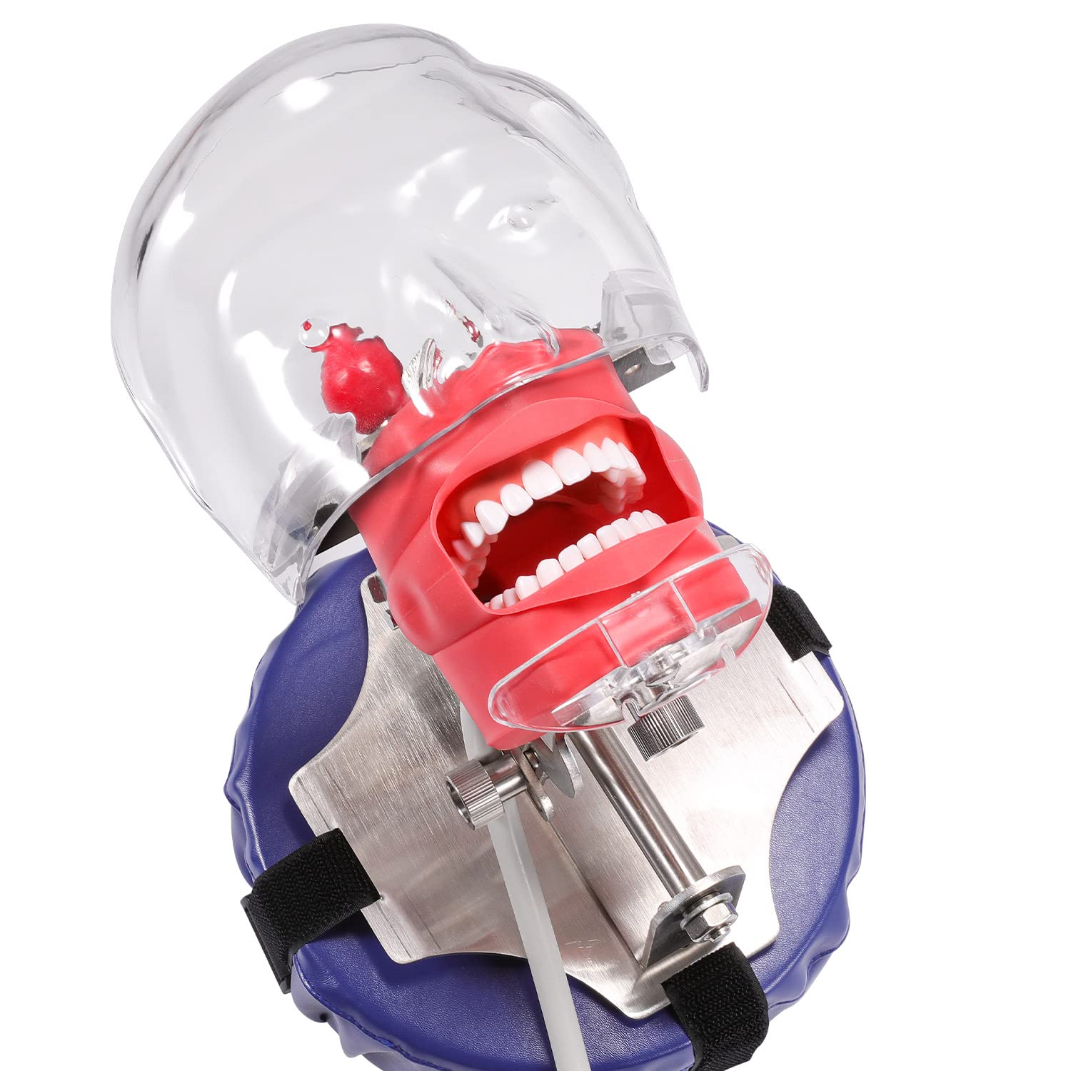 Mua Dental Manikin Simulator Phantom Head - with Typodont Teeth Model ...