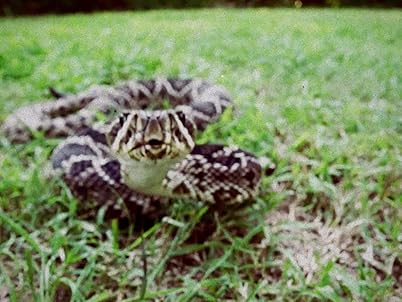 Watch Just Junie - Season 1 | Prime Video