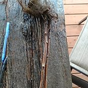 Amazon.com : 2 Dorman Red - Raspberry Plant - Everbearing - All Natural ...