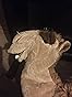 Folkmanis Camel Hand Puppet : Toys & Games
