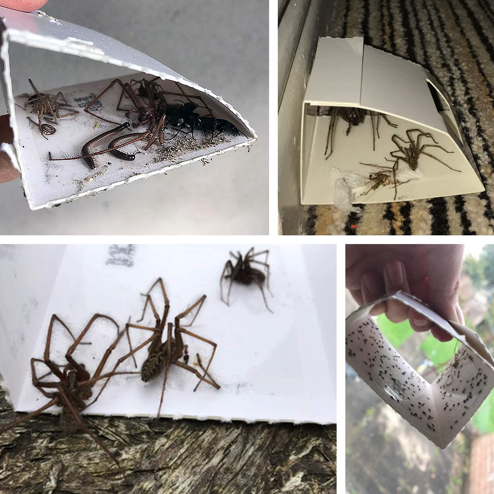 Mua CritterKill Spider Trap 30 Pack - Spiders And Crawling Insect ...