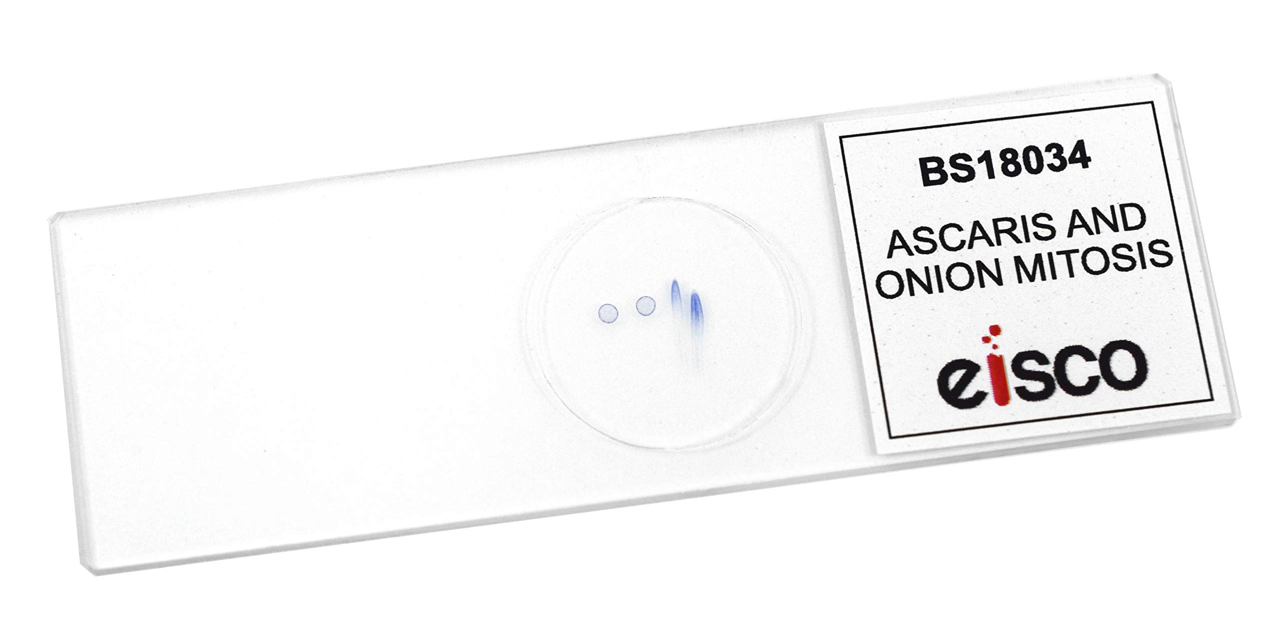 Mua 25pk Ascaris & Onion Mitosis, Prepared Microscope Slides - 75 x ...