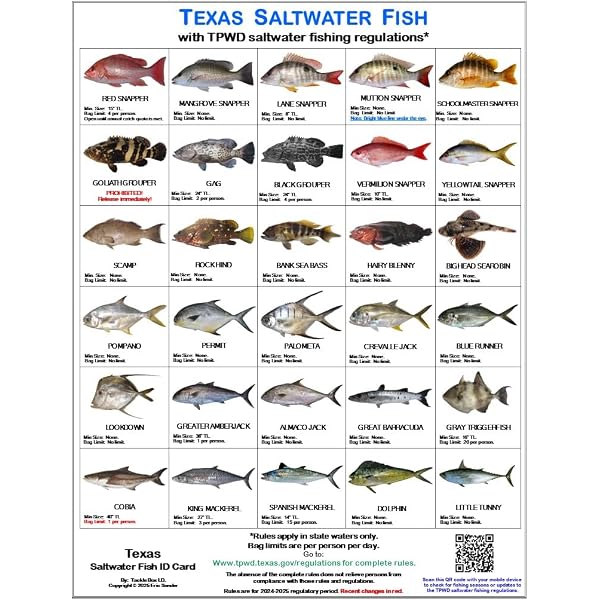 Types Of Fish In Texas Gulf Coast