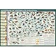 Amazon.com: (36x24) Milestones of Evolution Poster Print: Vertebrate ...