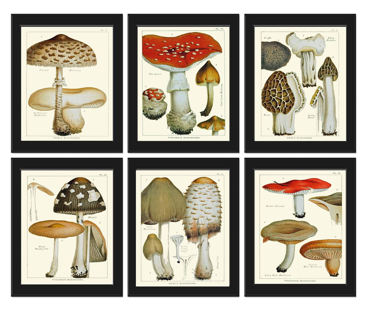 Amazon.com: Mushroom Print Set of 6 Antique Botanical Beautiful Red ...