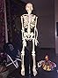 Amazon.com: Mr. Thrifty Budget Skeleton Model 33 1/2 in High for ...