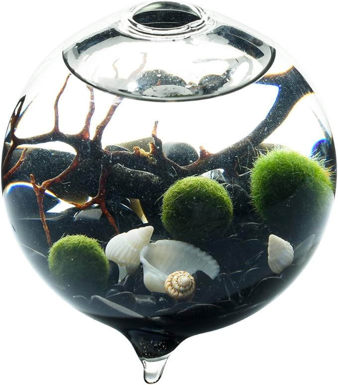 EssenceLiving Obsidian Marimo Aquarium - Globe Terrarium with 3 Feet ...