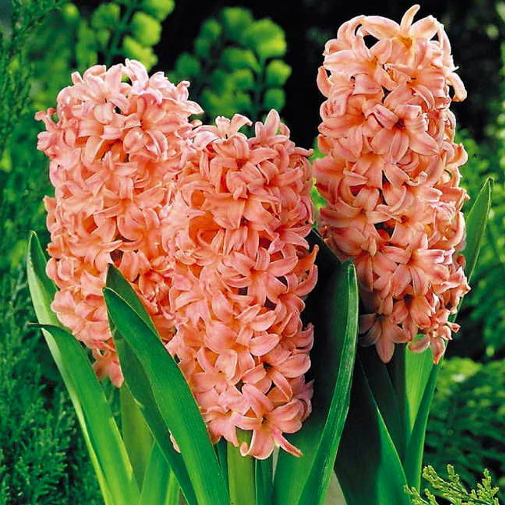 Amazon.com : Gypsy Queen Hyacinth 6 Bulbs - FRAGRANT - 15/16 cm Bulbs ...