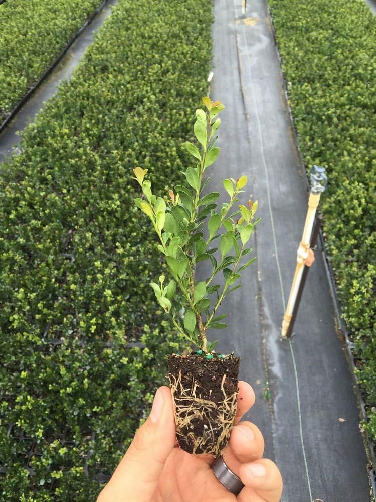 Amazon.com : Japanese Holly Ilex Compacta Crenata Qty 60 Live Fully ...