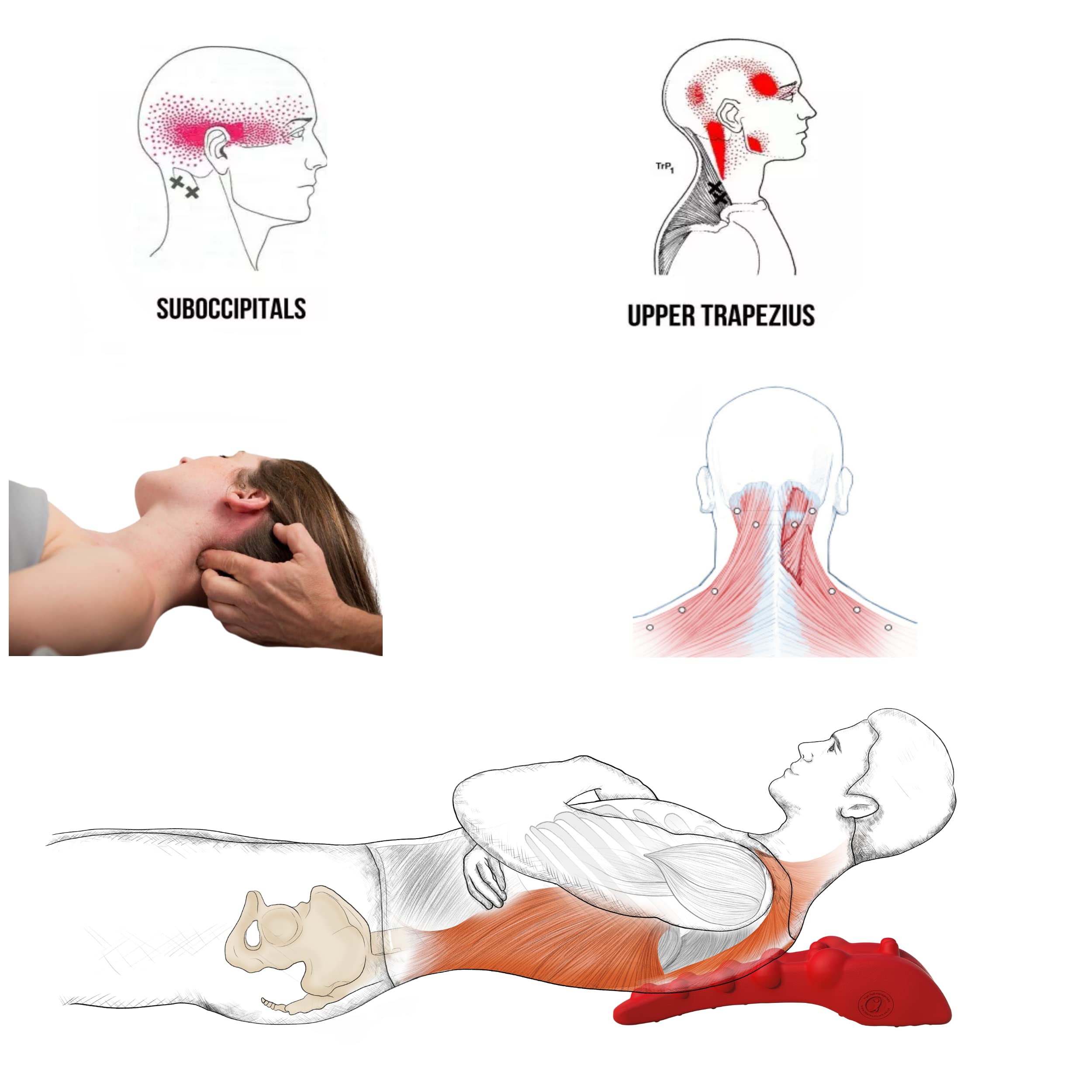 Mua Trapezius Trigger Point Massager, Myofasical Release Neck and ...