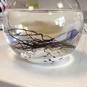 Ecosphere- Small Round: Amazon.co.uk: Kitchen & Home