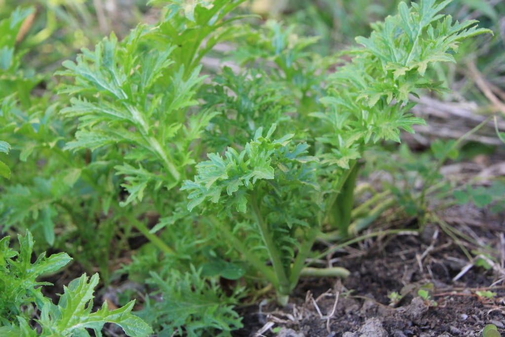 Amazon.com: WASABINA,Mustard Seeds (1/2 oz Pack ) ,Harvest at any stage ...