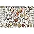 Amazon.com: North American Shells Educational Science Chart Poster 36 x ...