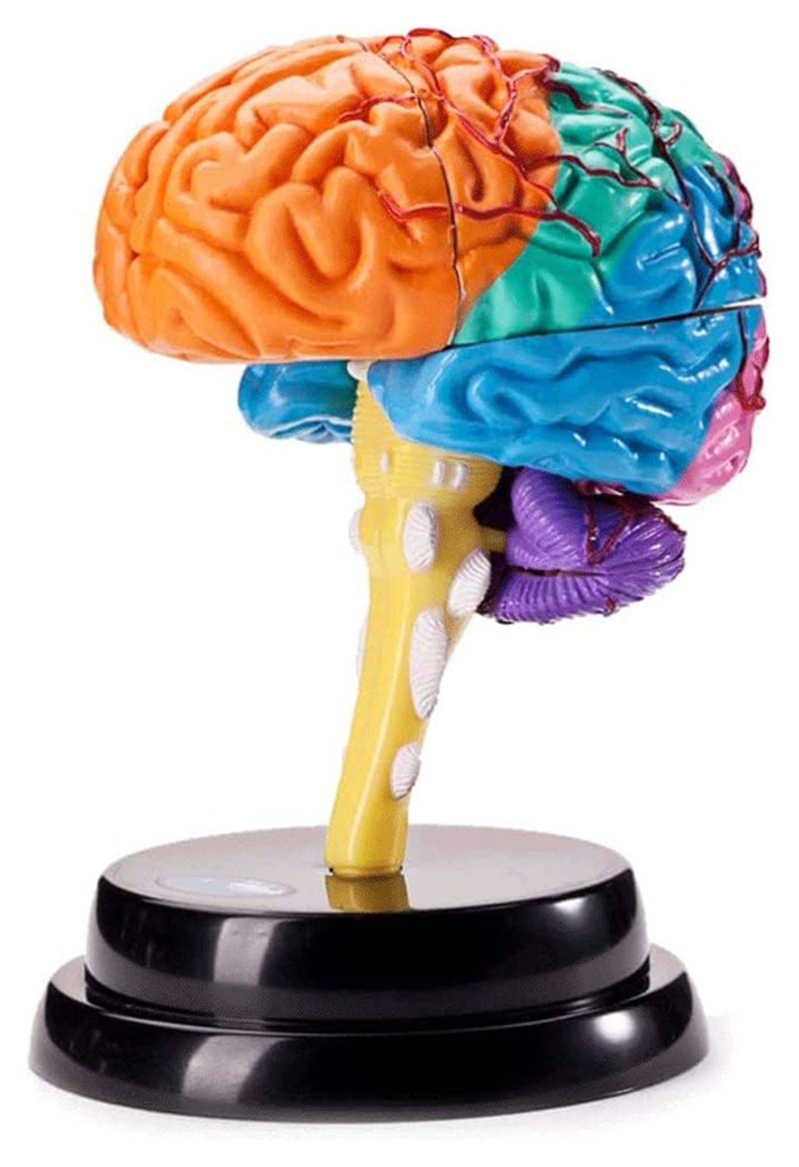 Mua Human Body Models, Anatomy Models, 4D, Anatomy Brain Models ...